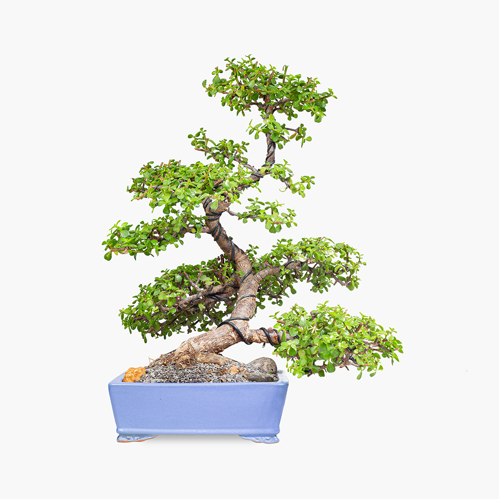 בונסאי 'רגלנית אפריקנית' - עץ השפע, משתלה אונליין, משלוחים, – המשתלה היפנית